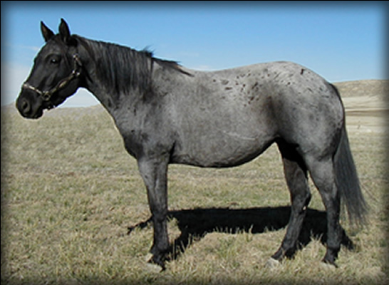 Blue Roan Quarter Horses